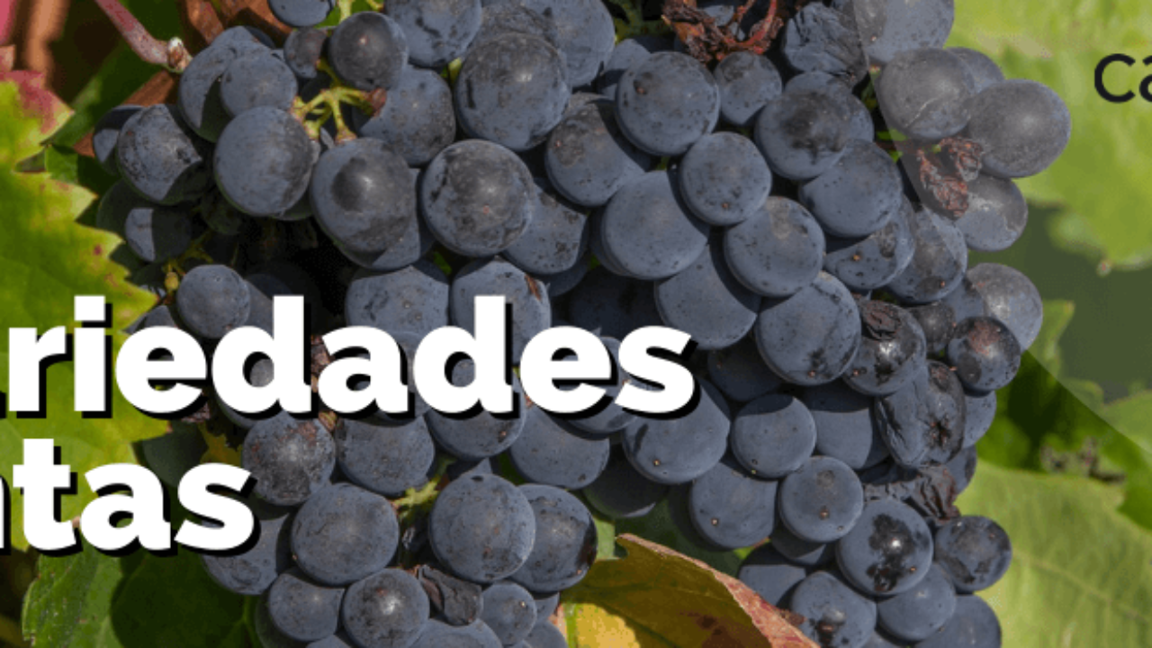 Conoce todo sobre la uva tinta fina: origen, características y ...