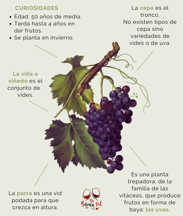 Diferencias entre parra y cepa: Todo lo que necesitas saber ...