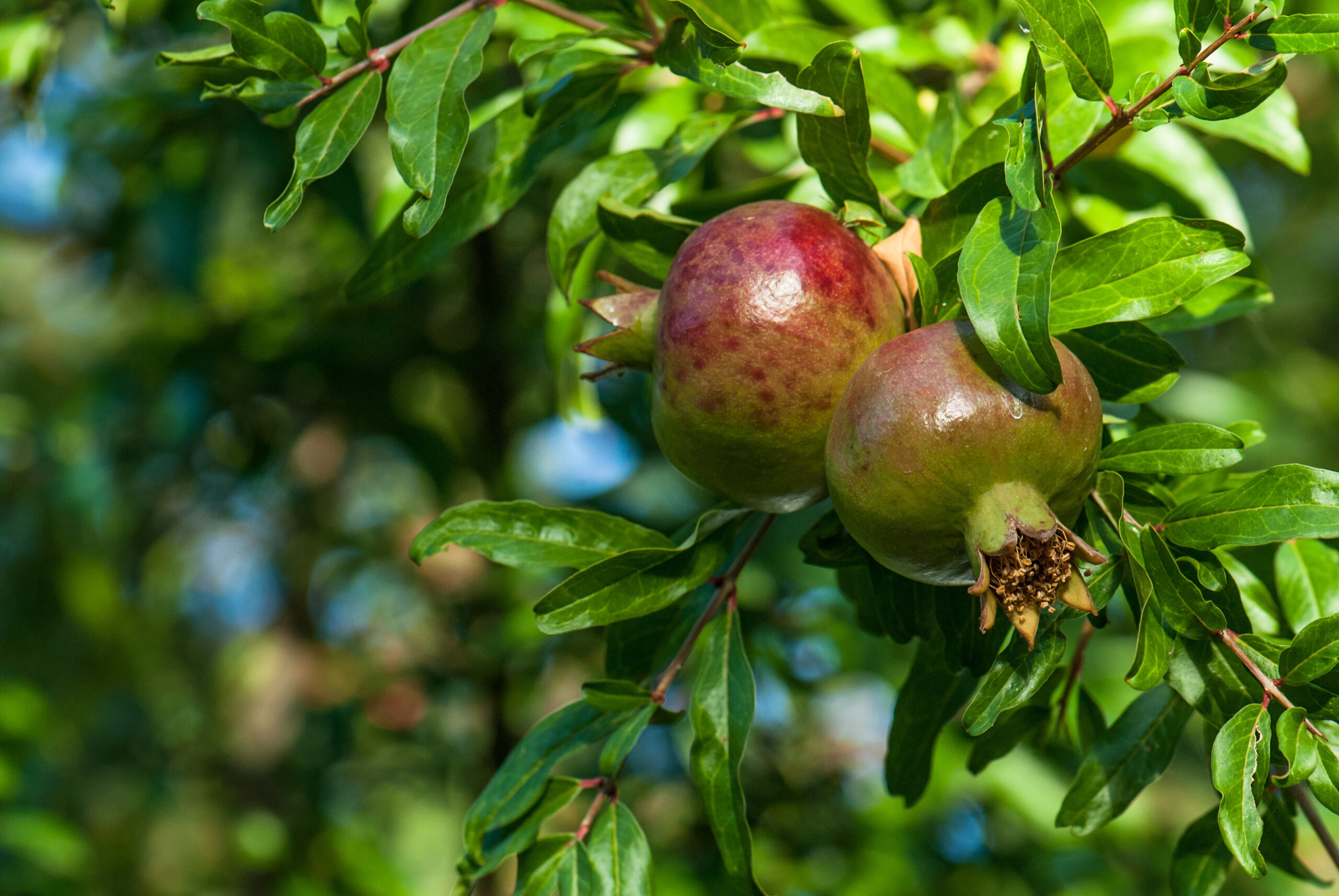 La planta que produce el tanino: todo lo que necesitas saber ...