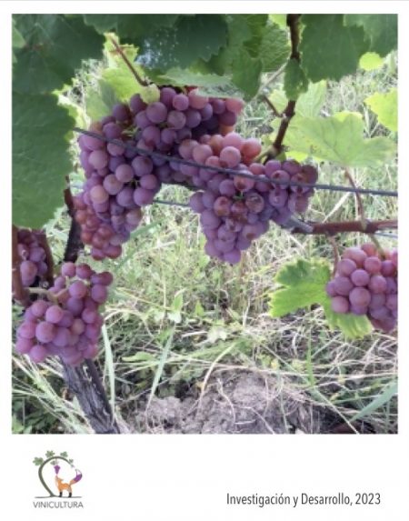 Nombre de la uva rosa: ¿lo conocías? | VINOTECAVIRTUAL