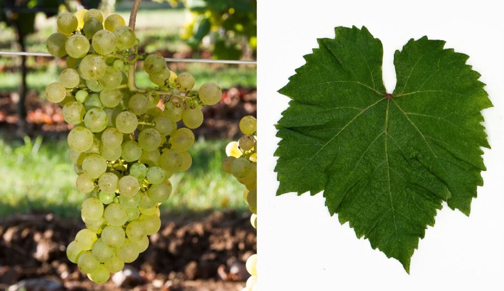 Todo lo que debes saber sobre la uva Muscadelle | VINOTECAVIRTUAL