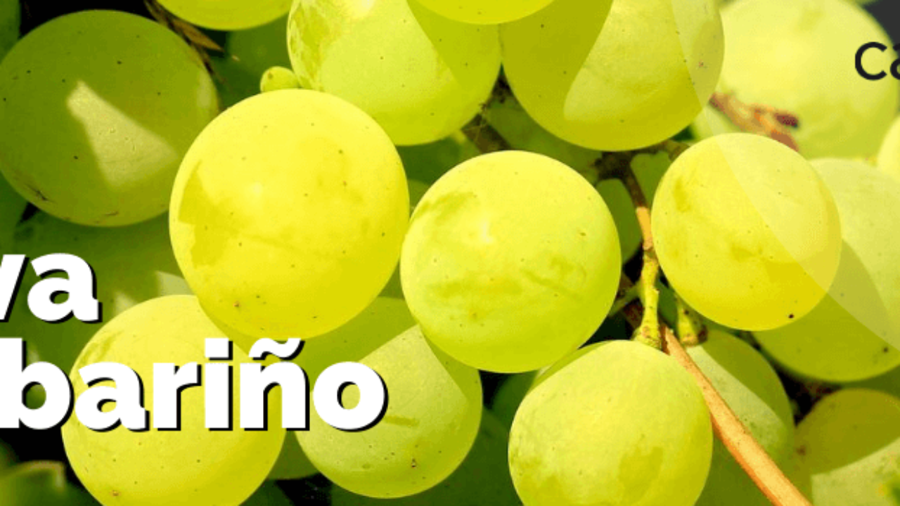 Variedades de uva que componen el vino Albariño | VINOTECAVIRTUAL
