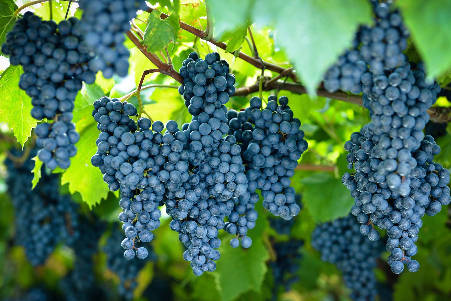 Variedades y características de Syrah en el mundo | VINOTECAVIRTUAL