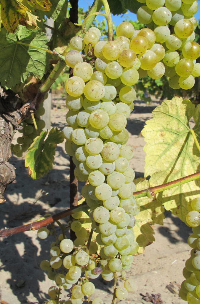 Variedades y características del Vidal Blanc | VINOTECAVIRTUAL